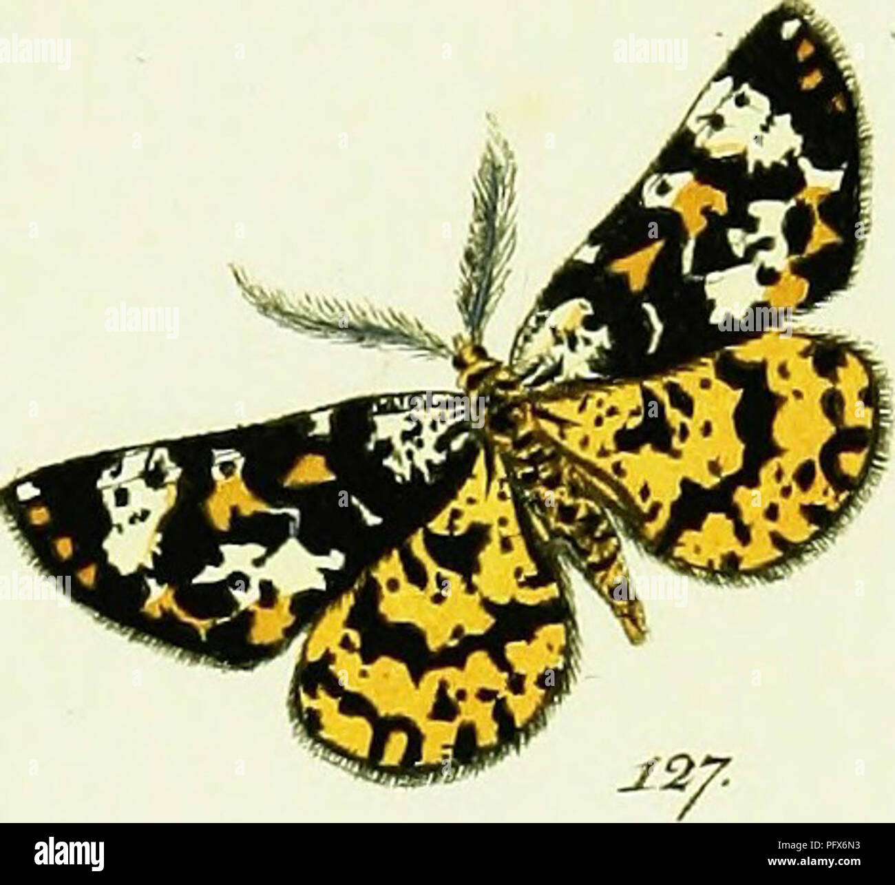 This work by Jacob Hübner presents detailed illustrations and ...