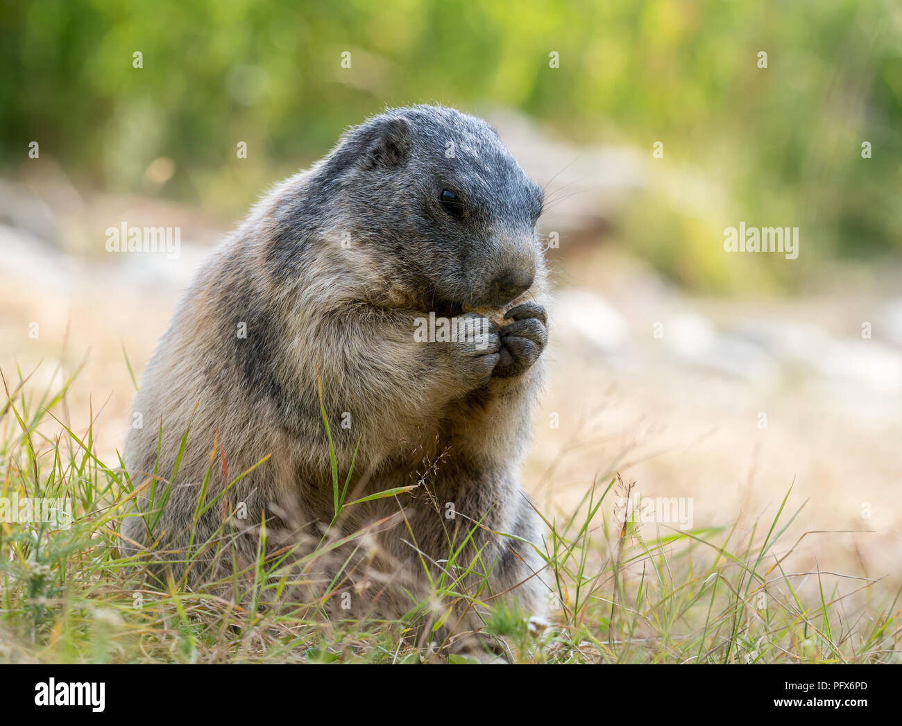 Marmota olympus hi-res stock photography and images - Alamy