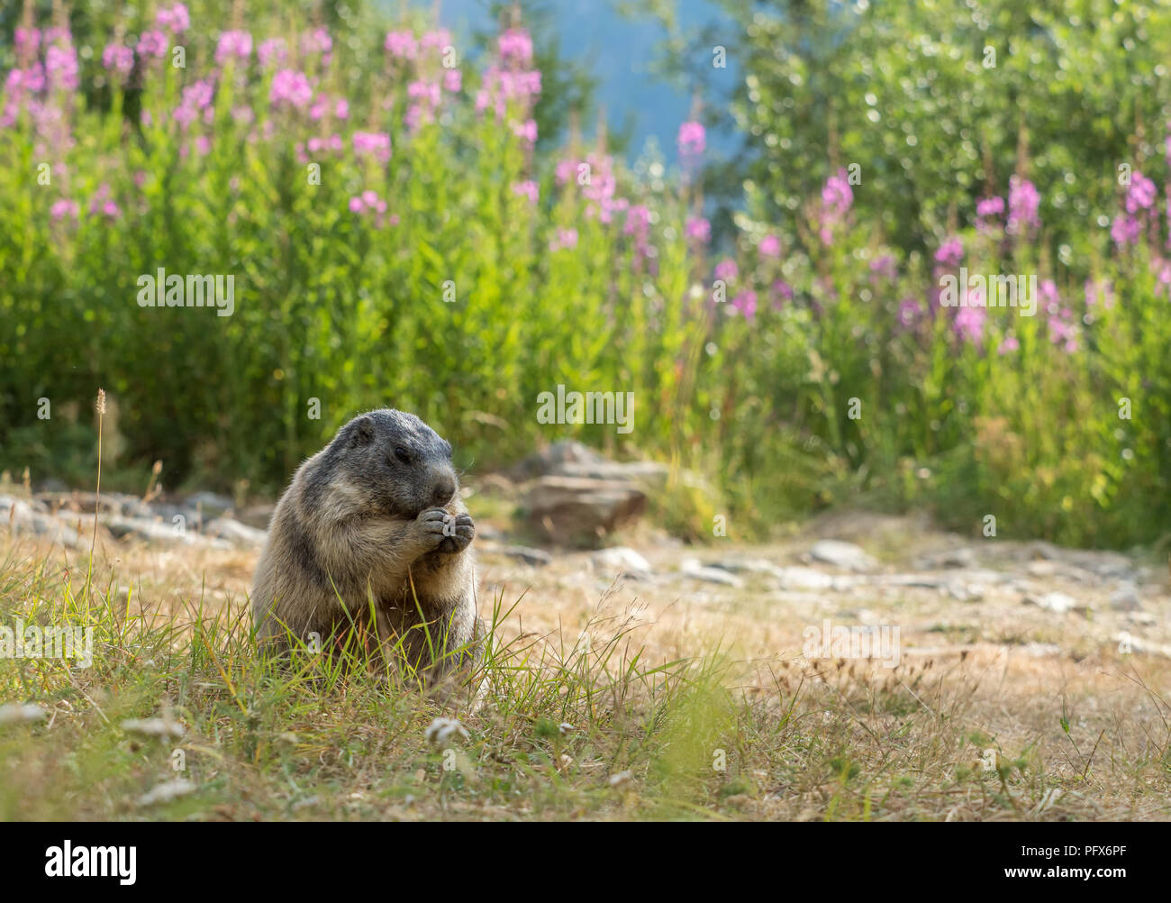 Marmota olympus hi-res stock photography and images - Alamy