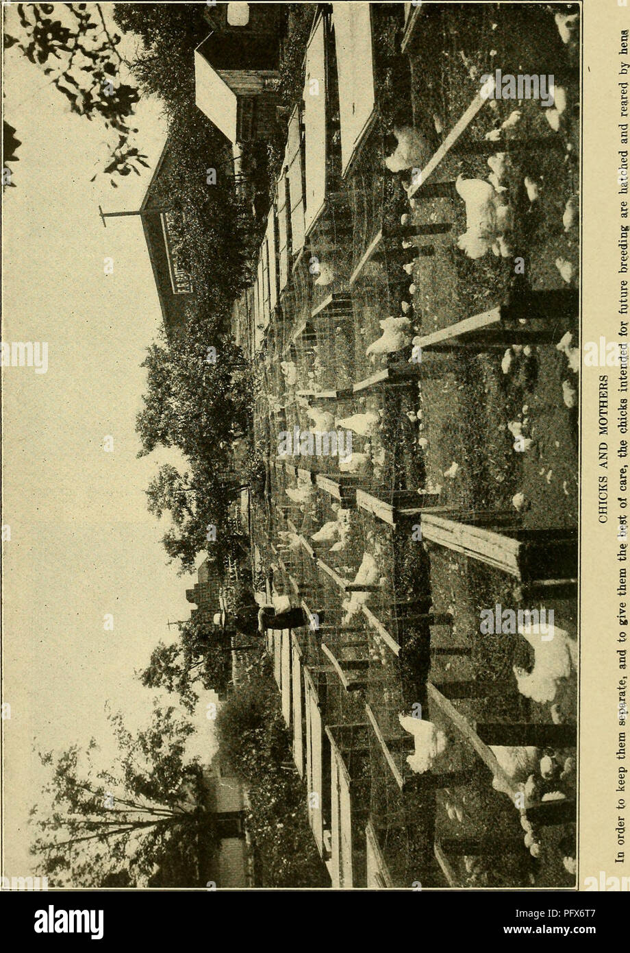 This book details the successful methods of the Curtiss brothers in ...