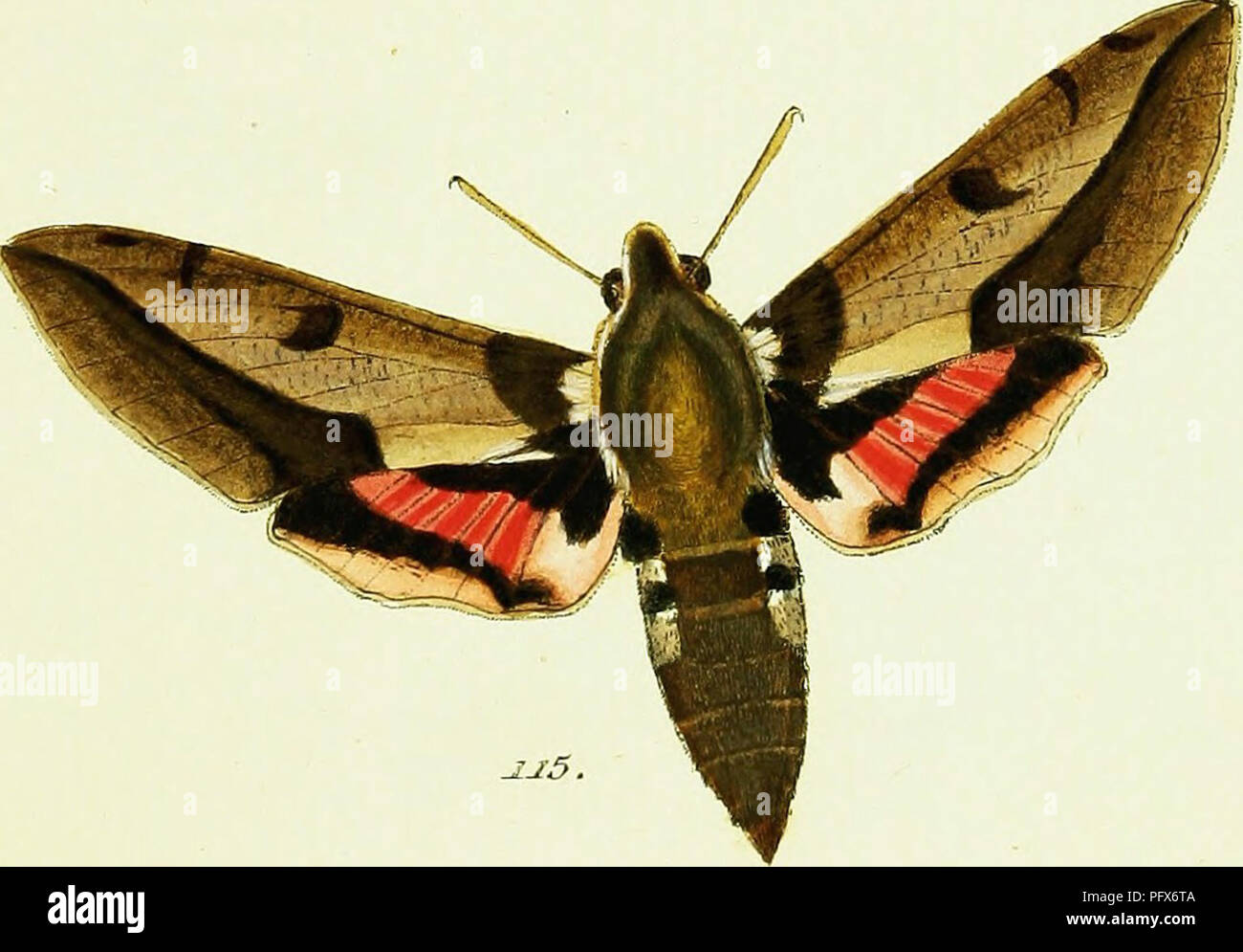 This work focuses on the study of the butterfly genus *Papilio* by ...