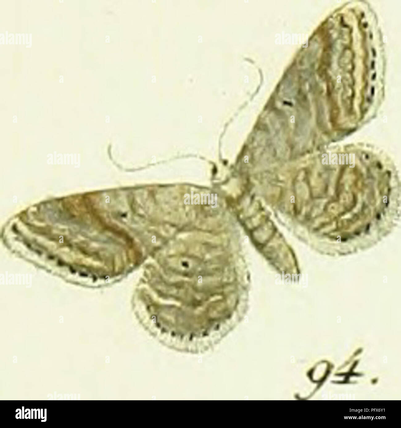 This work by Jacob Hübner, part of the Lepidoptera collection, focuses ...