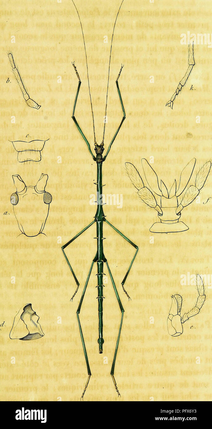 This work focuses on the detailed study of insect genera, particularly ...