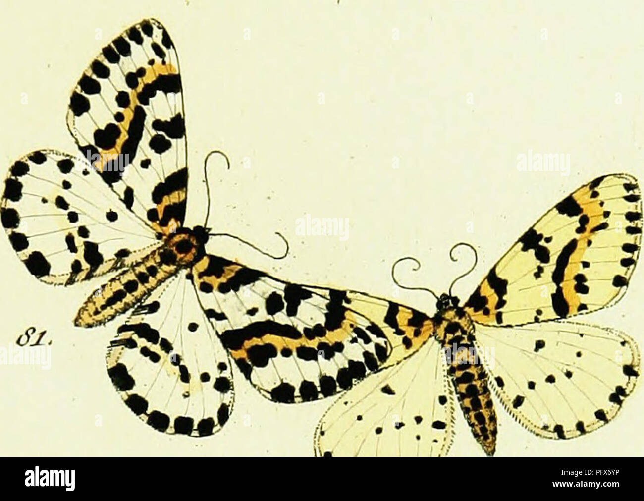 This document provides a detailed study of Lepidoptera, focusing on the ...
