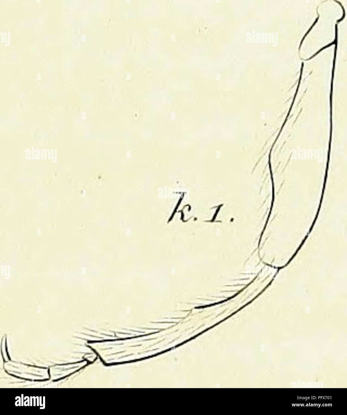 This text presents a detailed description of various insect genera ...