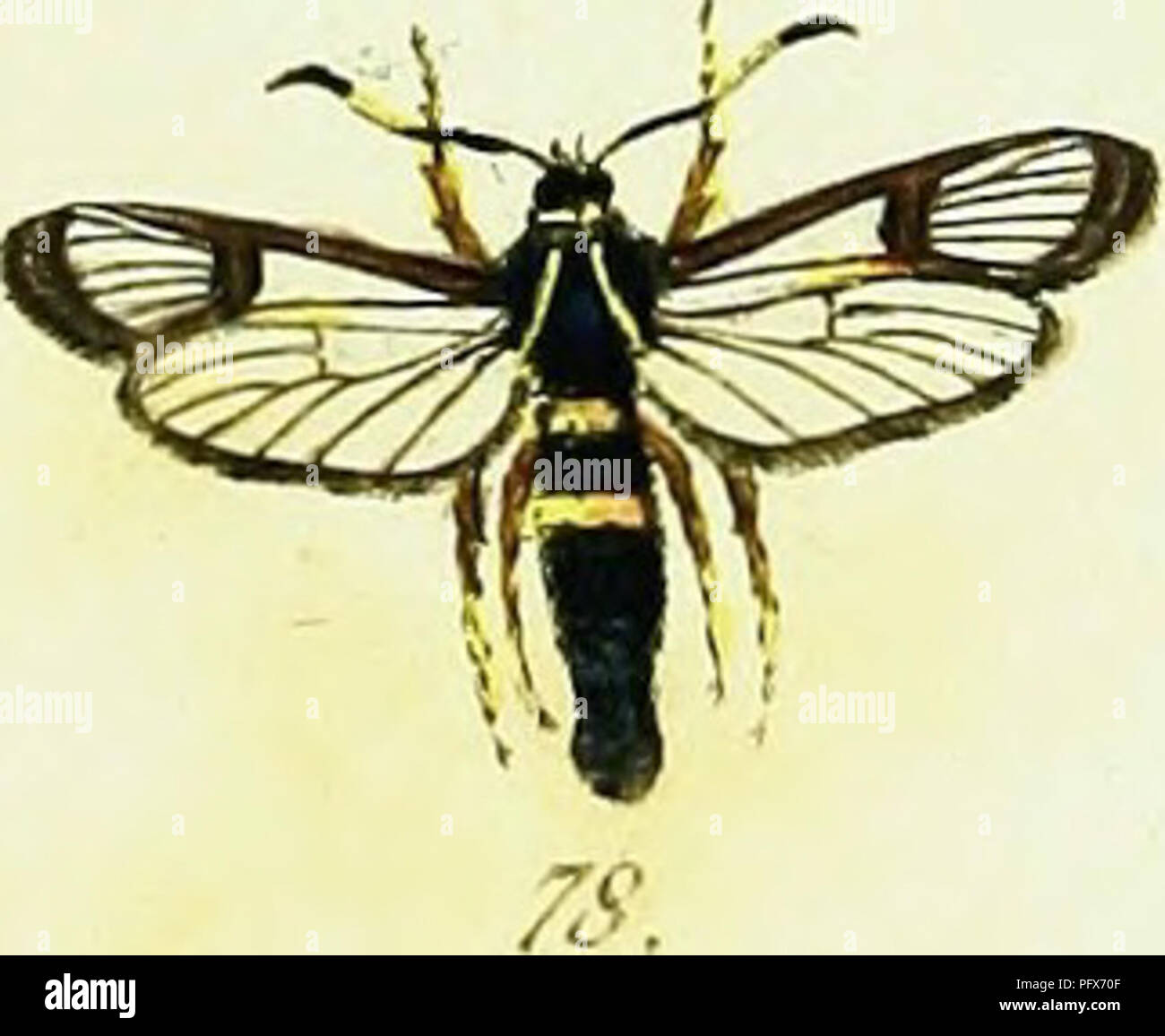 This work by Jacob Hubner presents detailed illustrations of various ...