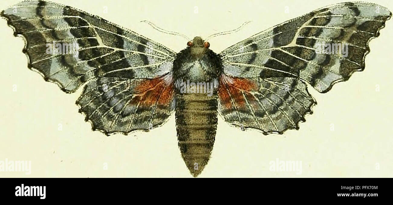 Jacob Hübner's work on Lepidoptera (butterflies) includes detailed ...