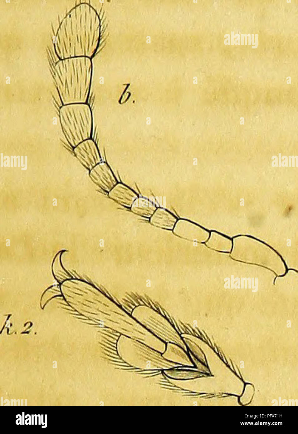This French work provides a detailed exposition of the characteristics ...