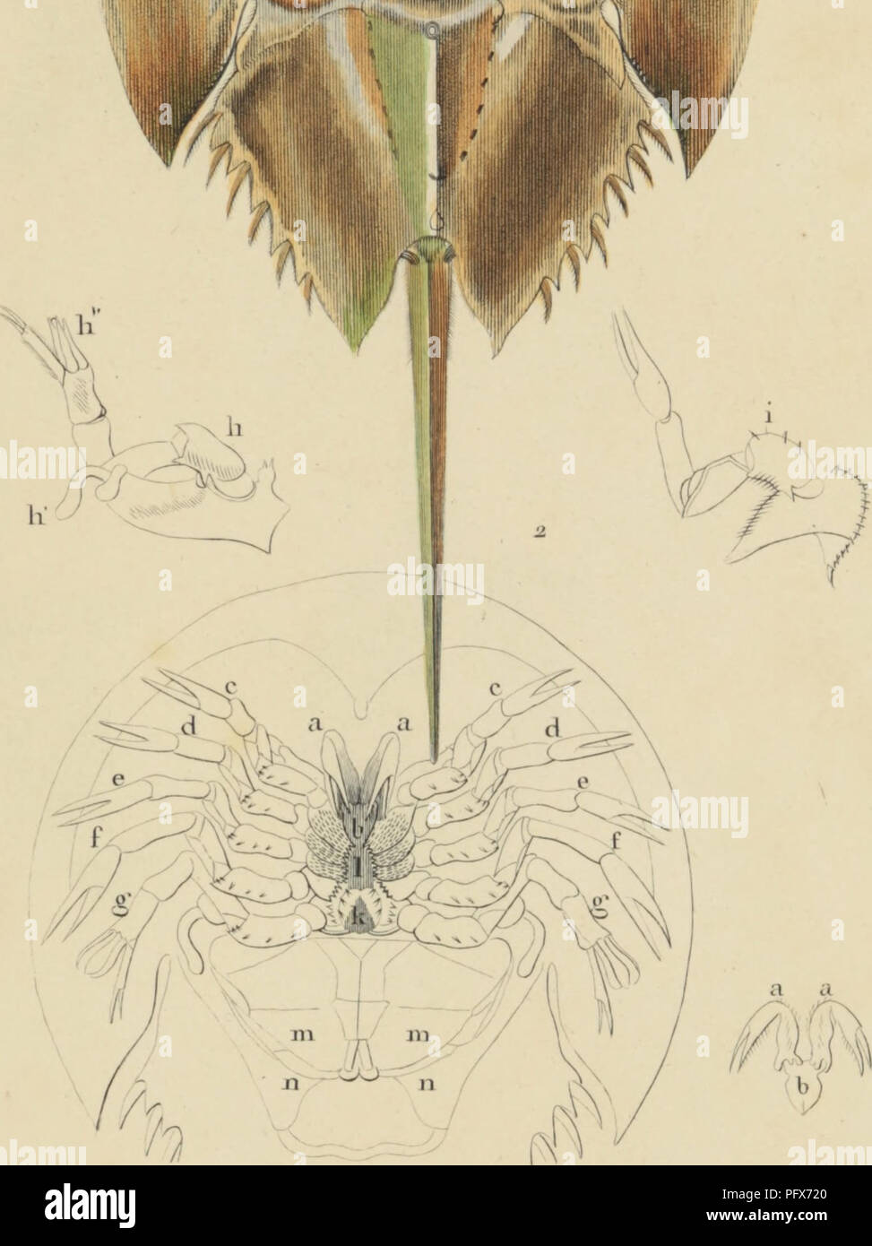 This comprehensive dictionary covers the history, definitions, and ...