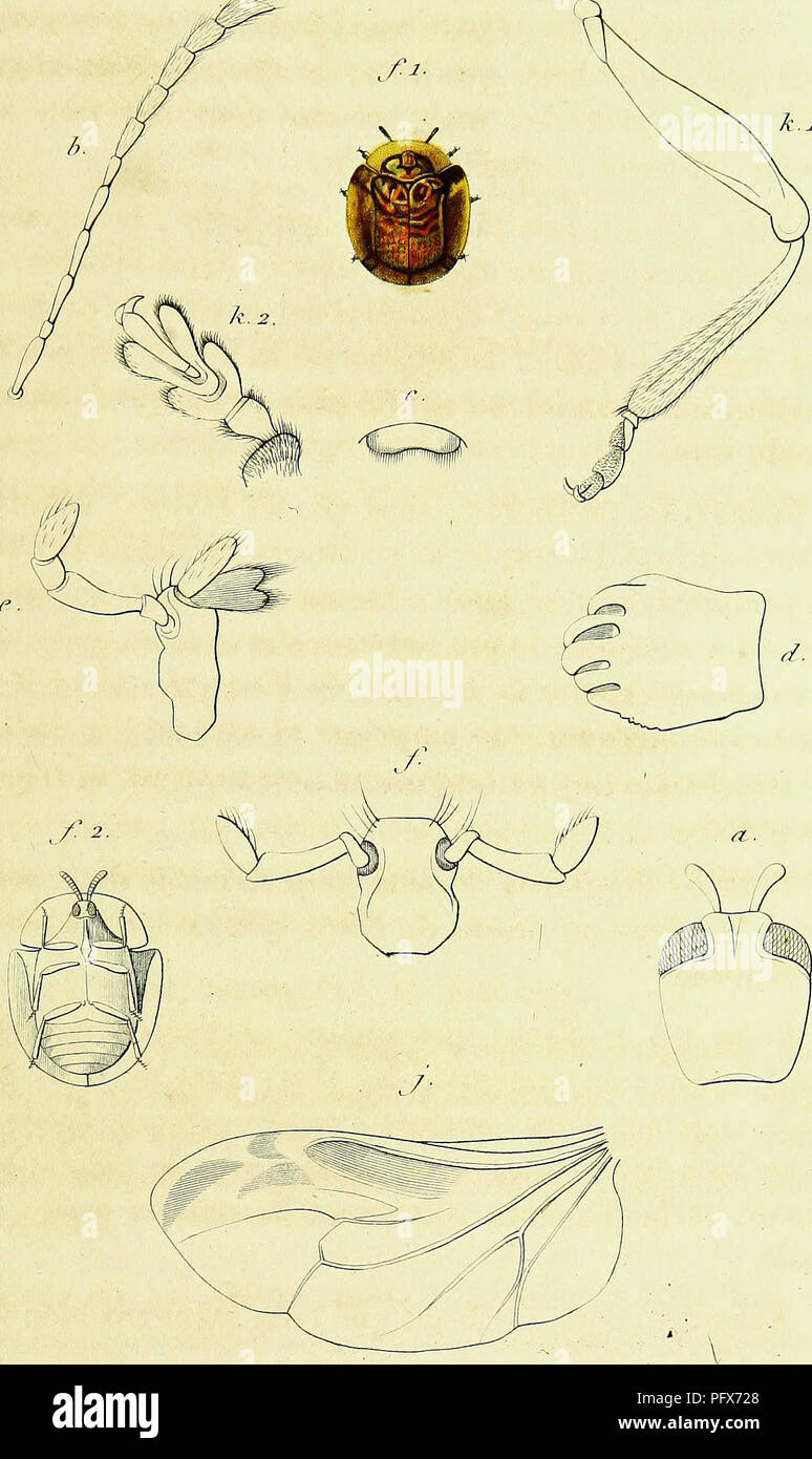 This work by Félix-Edouard Guérin-Méneville and Achille Percheron ...