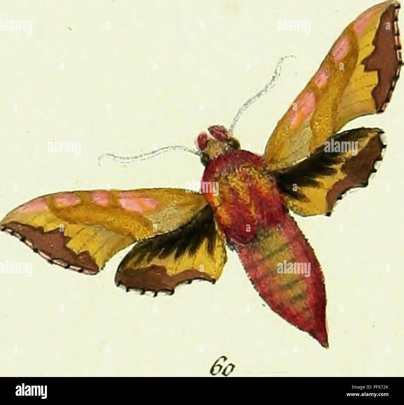 A collection of scientific illustrations and descriptions of ...