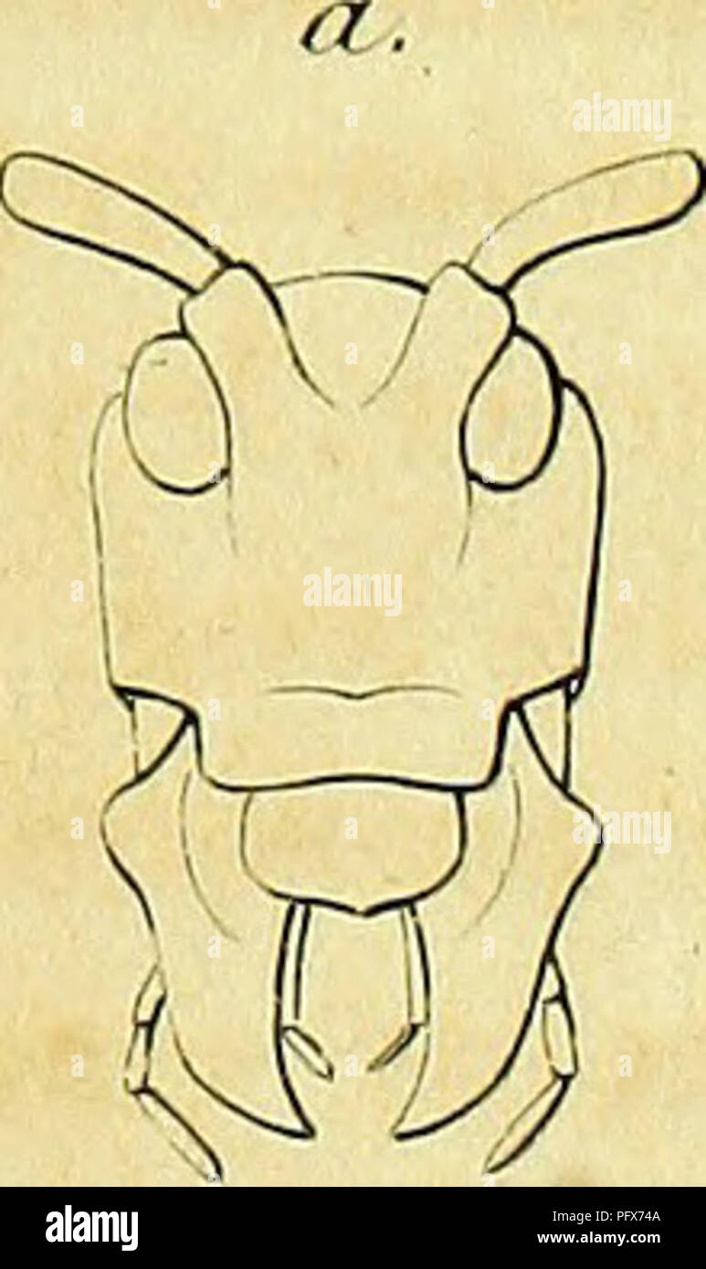 This work outlines the characteristics of various insect genera ...