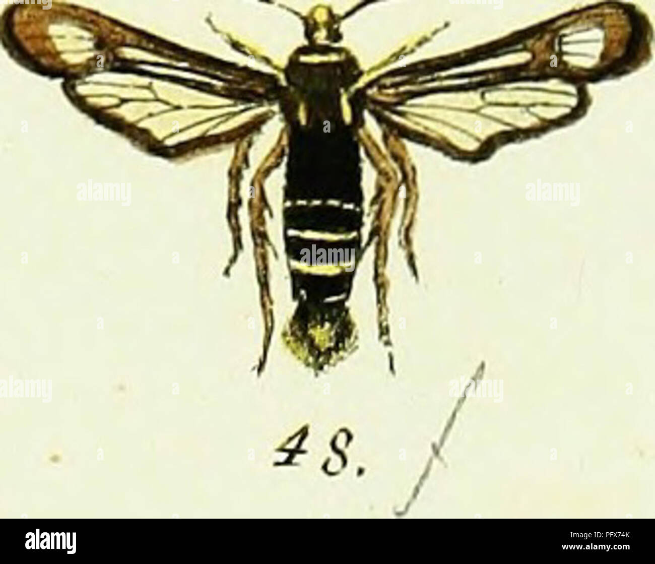 This work by Jacob Hübner, focusing on the Lepidoptera order, includes ...