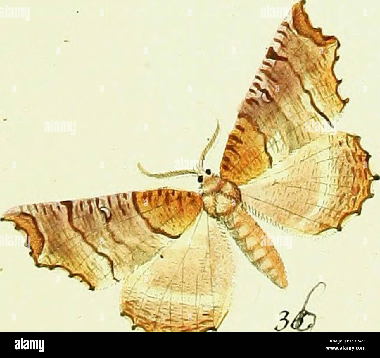 This resource features illustrations from Hußbner's work on the ...