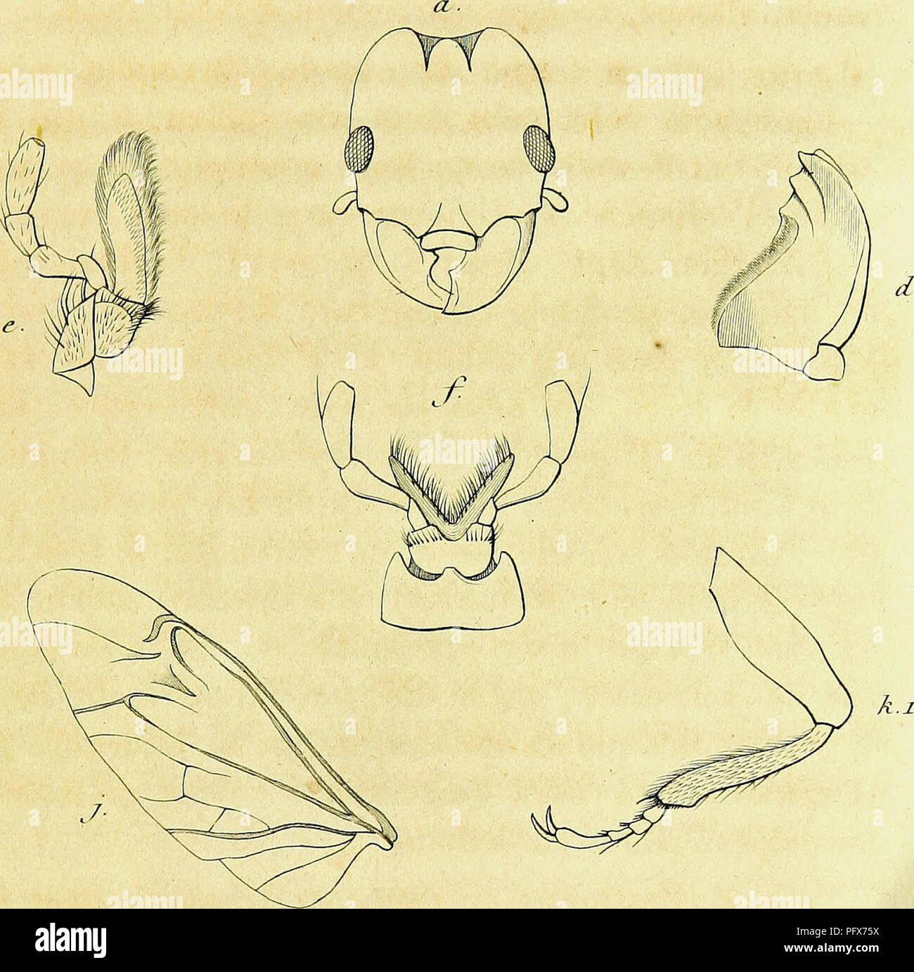 This work by Félix-Édouard Guérin-Méneville provides a detailed ...