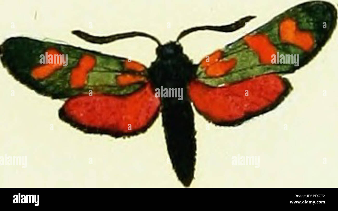 This image shows a specimen from the genus Papilio, commonly known as ...