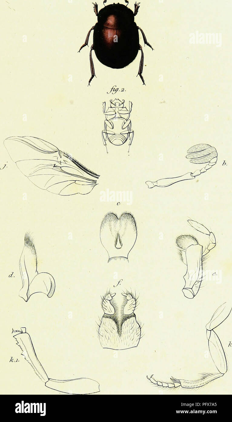 This comprehensive work by Félix-Edouard Guérin-Méneville and Achille ...