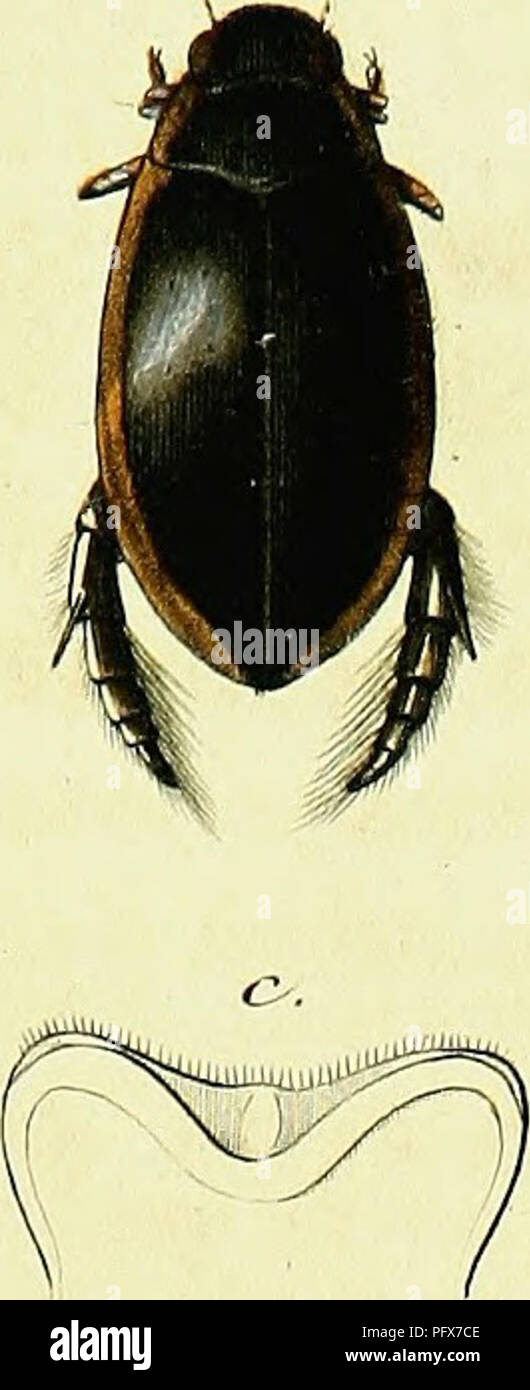 This work is a comprehensive guide to the classification and ...