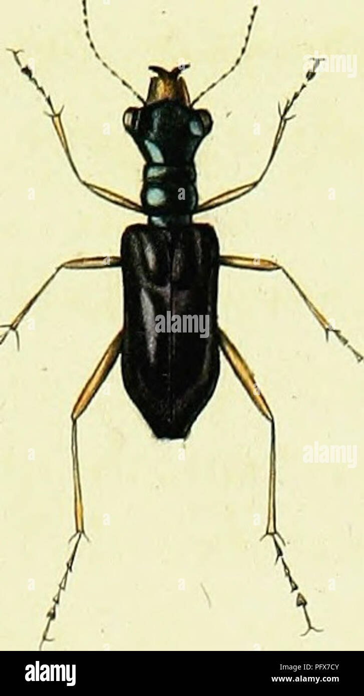 This work details the classification and characteristics of various ...