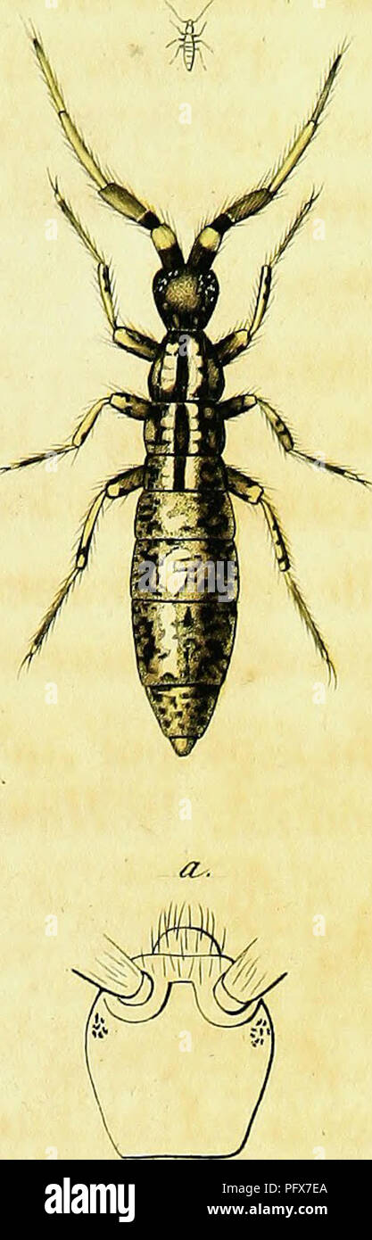 This image illustrates various insect genera, with a focus on the ...