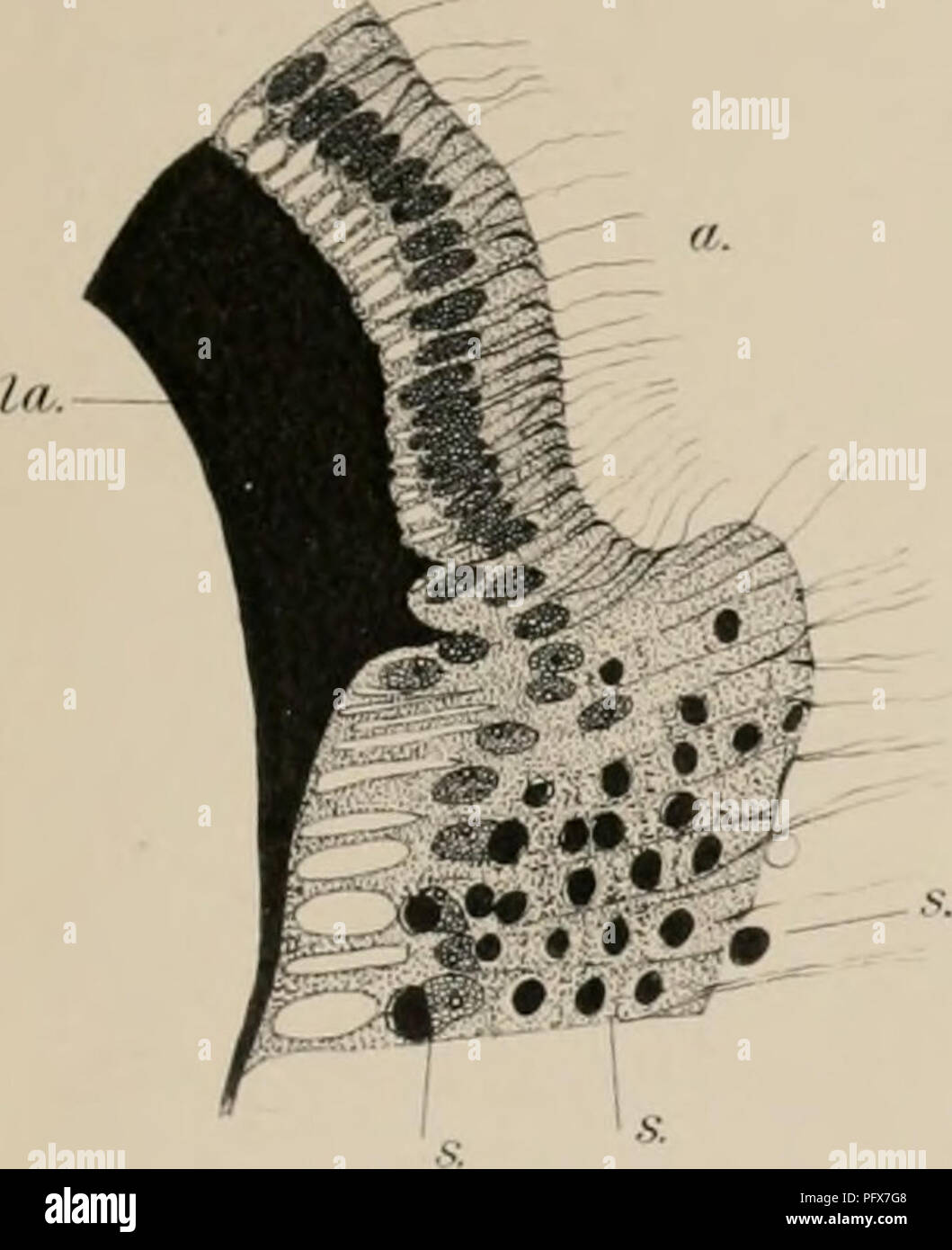 This scientific work focuses on the Cubomedusae, a group of jellyfish ...
