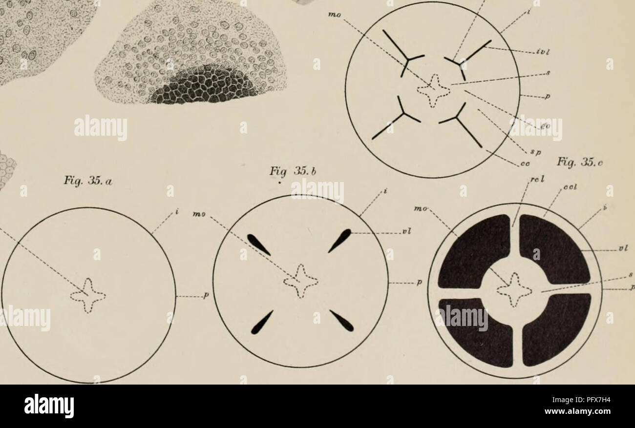 Class cubomedusae hi-res stock photography and images - Alamy