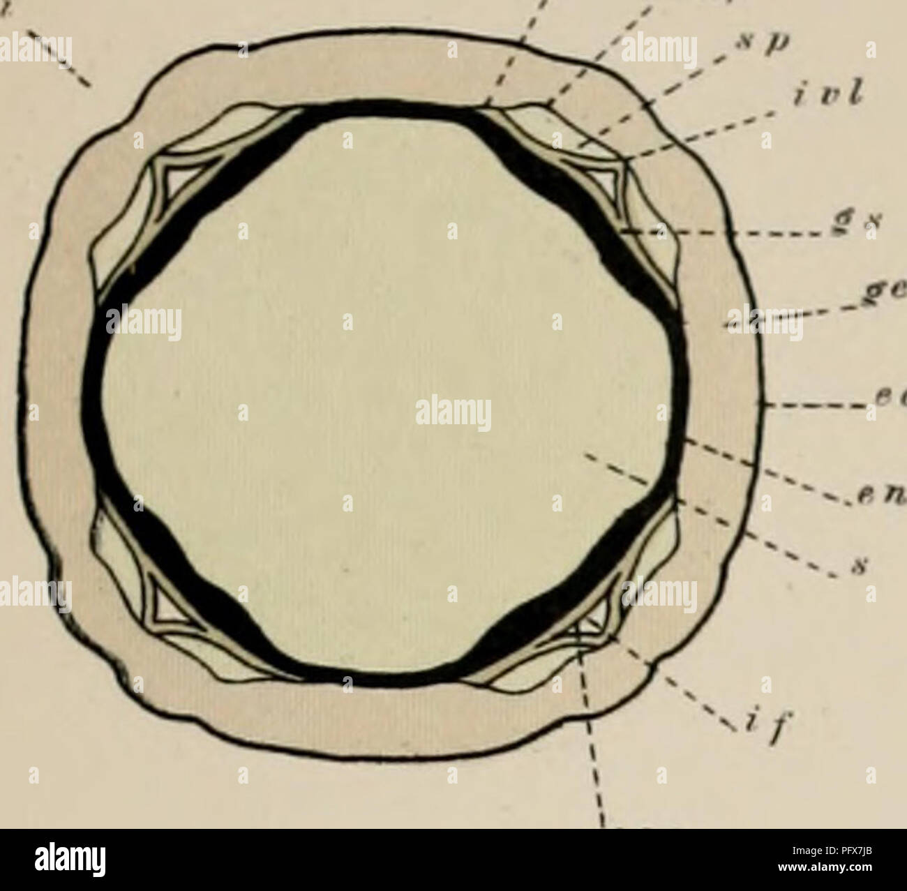 This work details the study of cubomedusae, a class of box jellyfish ...