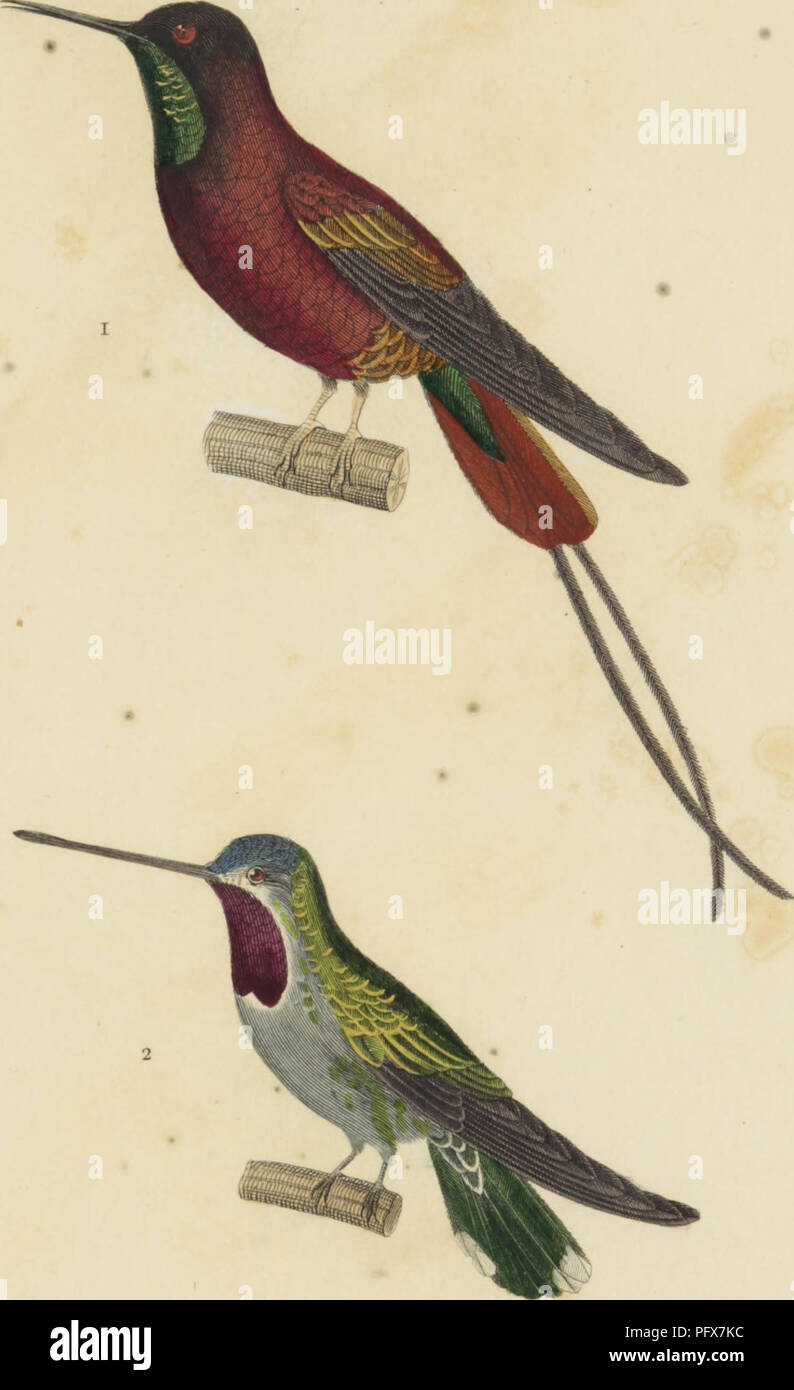 Natural history of the colibri hi-res stock photography and images - Alamy