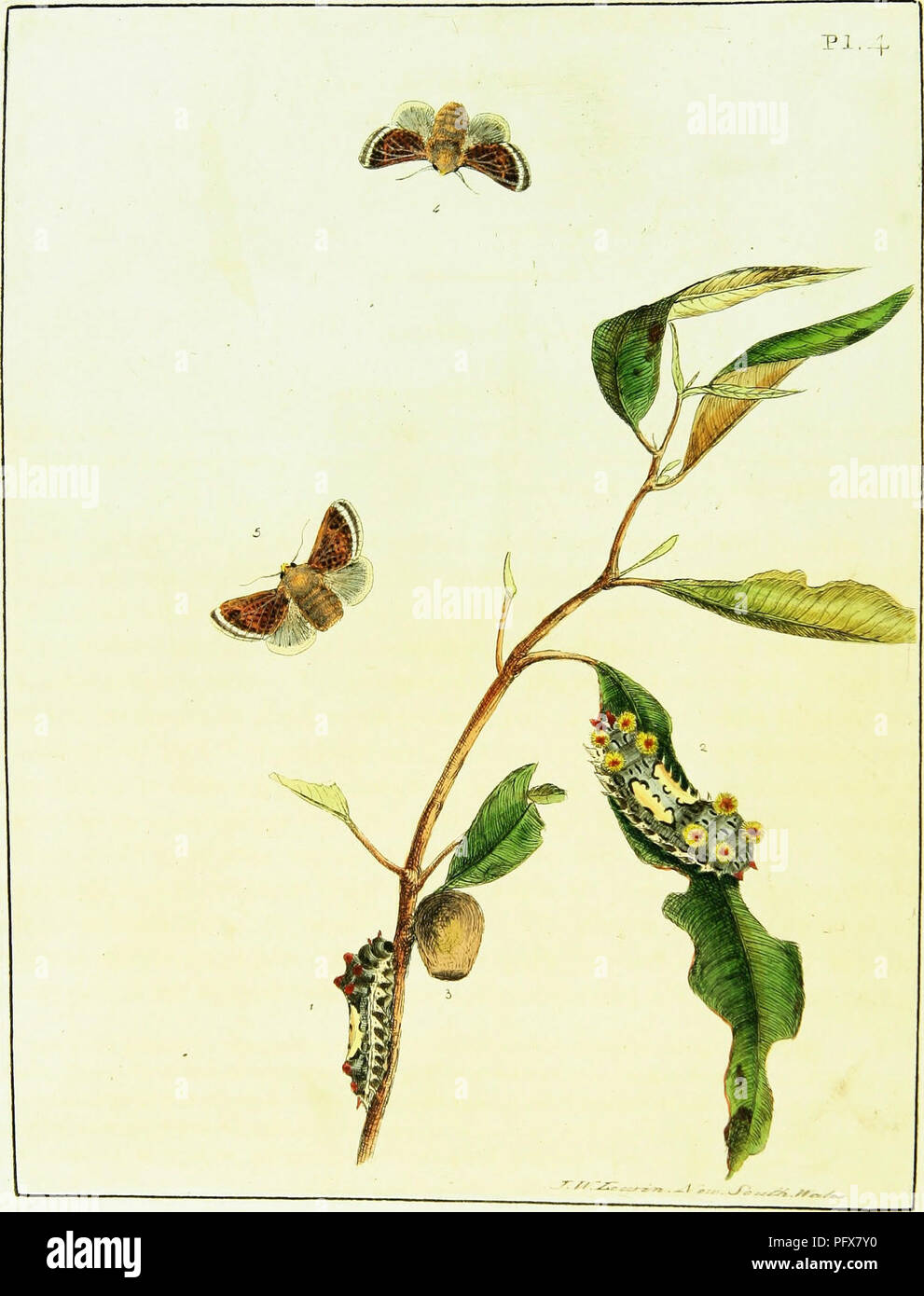 This detailed natural history document presents Lepidopterous insects ...