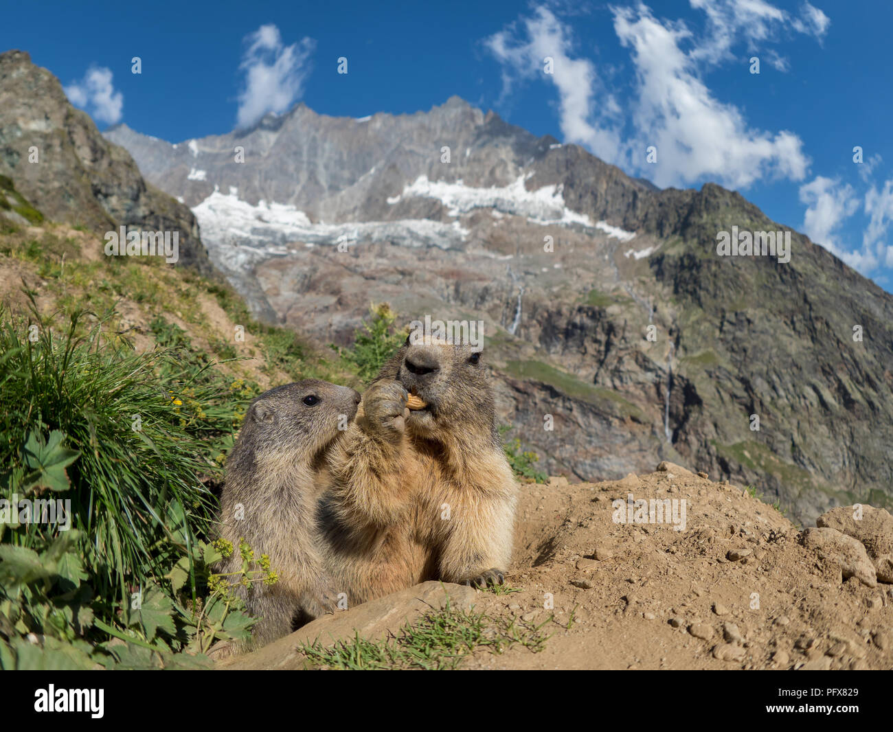 Little Marmot High Resolution Stock Photography and Images - Alamy