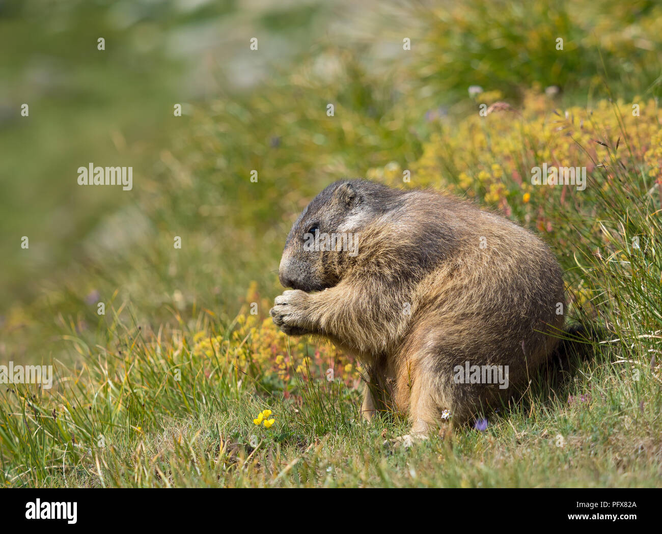 Murmeltiere alpen hi-res stock photography and images - Alamy