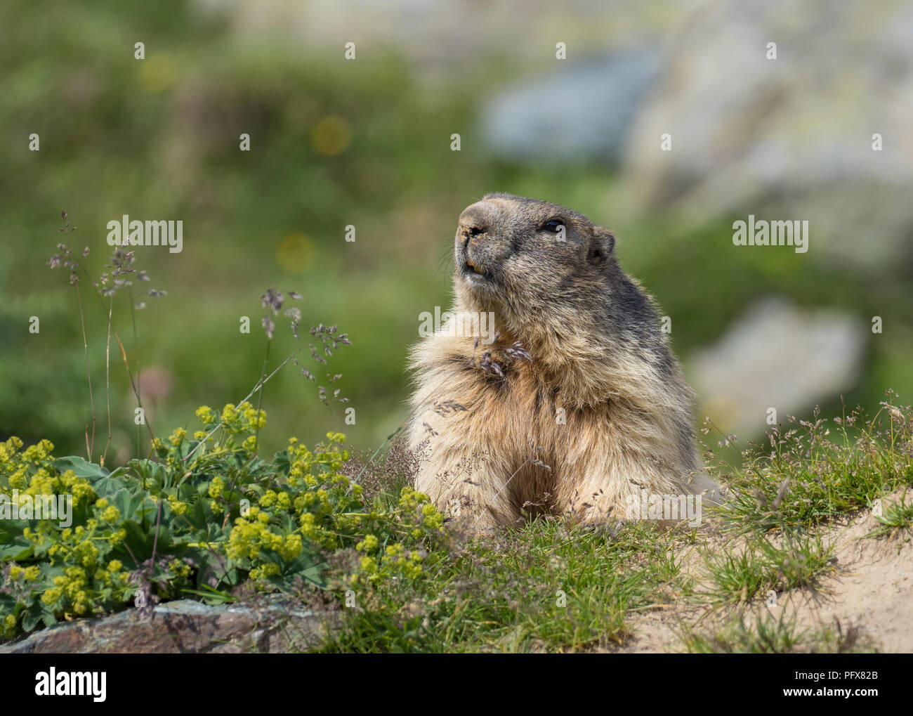 Marmota olympus hi-res stock photography and images - Alamy