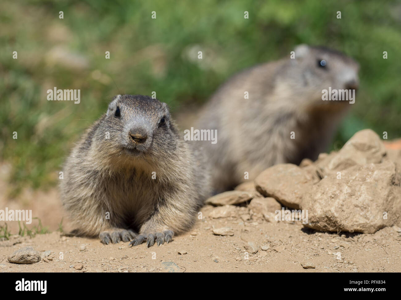 Marmots switzerland hi-res stock photography and images - Alamy