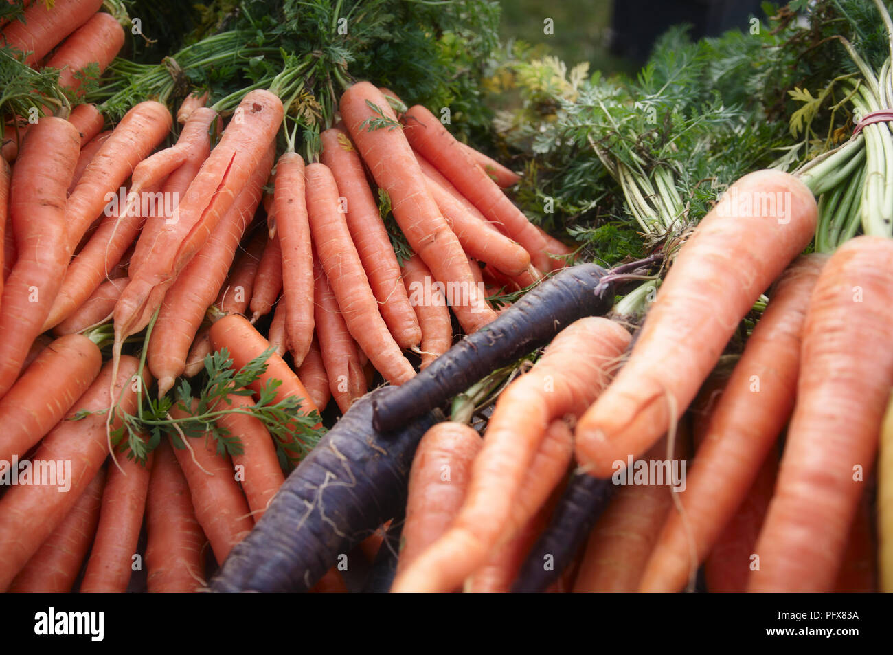 Carrots australia hi-res stock photography and images - Alamy