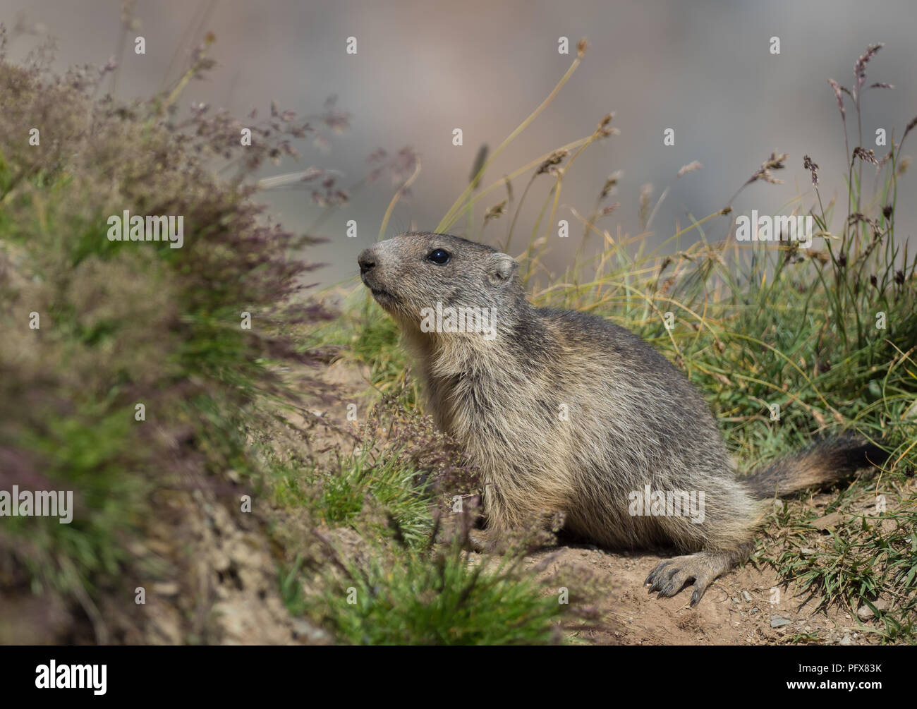 Alpine marmot baby hi-res stock photography and images - Alamy