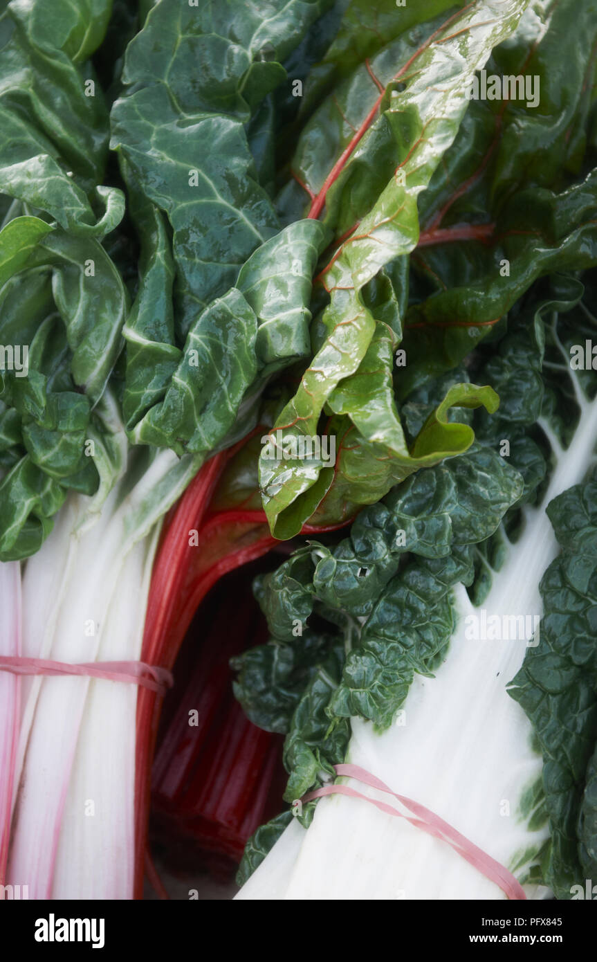 A bunch of organic rainbow chard Stock Photo - Alamy