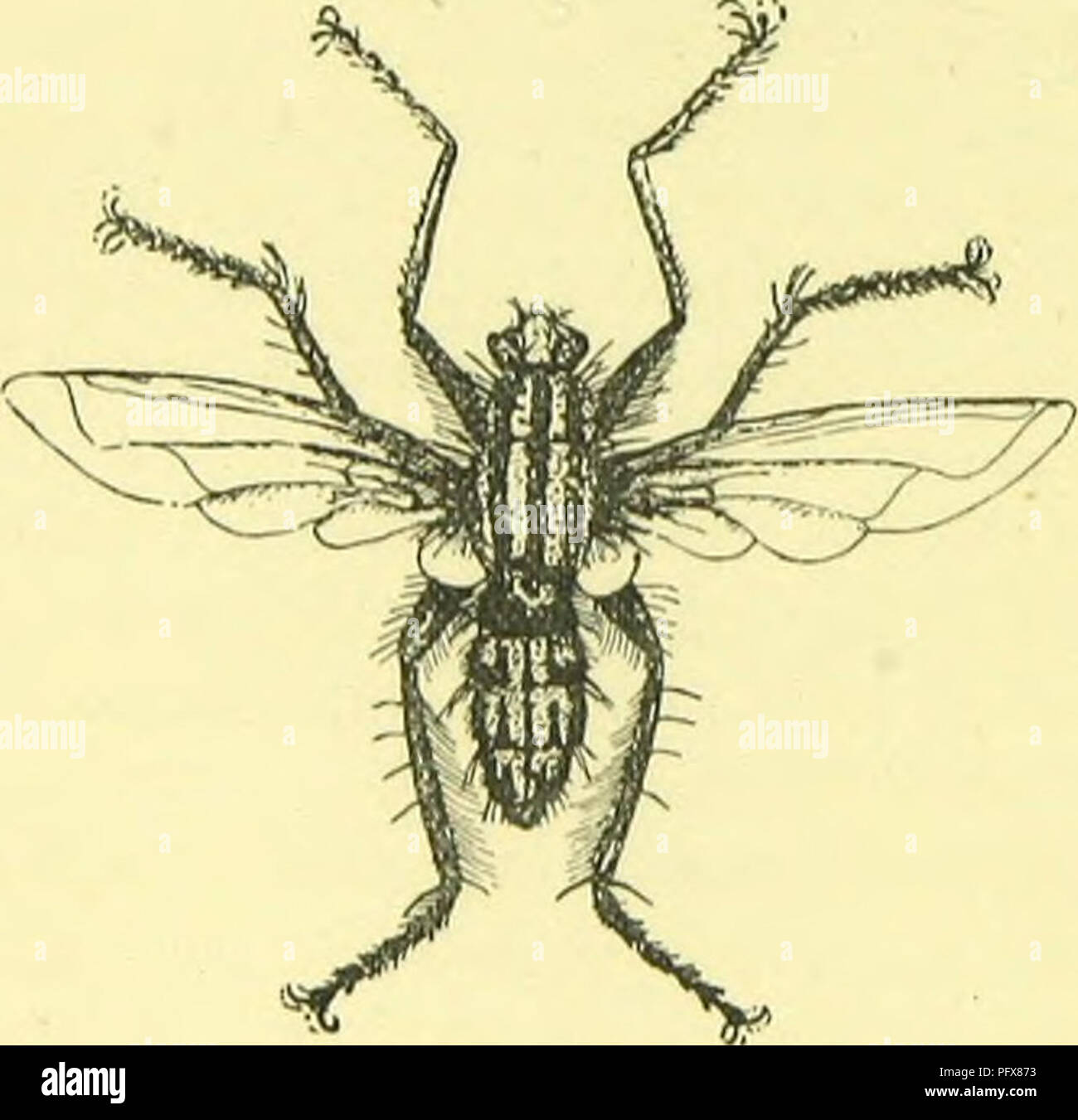 . The anatomy, physiology, morphology and development of the blow-fly ...