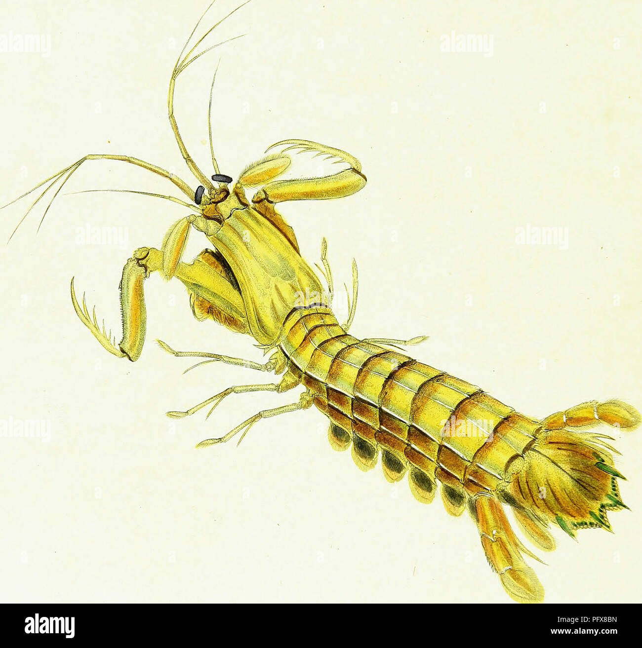 This comprehensive study presents over 220 figures and descriptions of ...