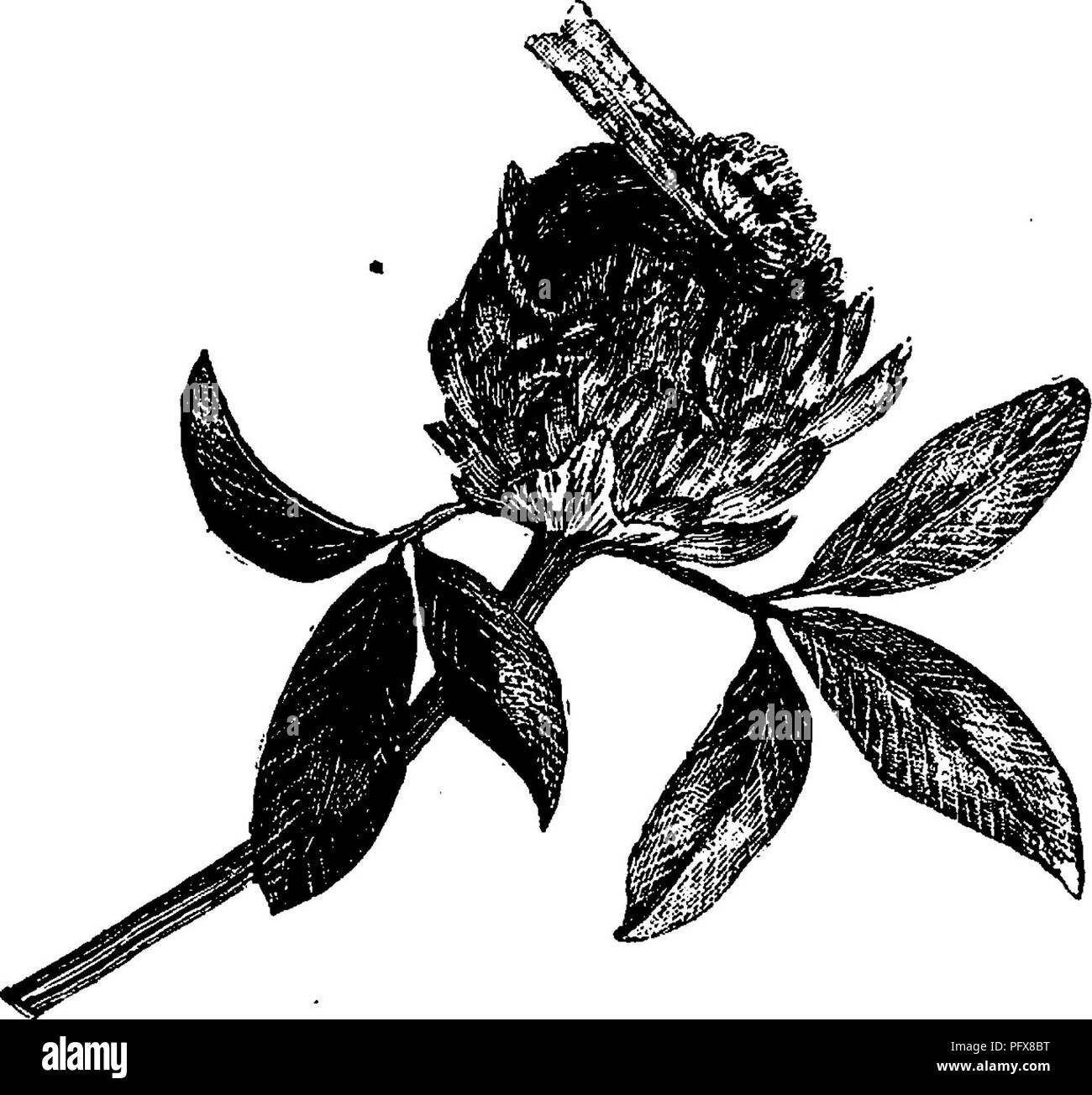 Anna botsford comstock hi-res stock photography and images - Alamy