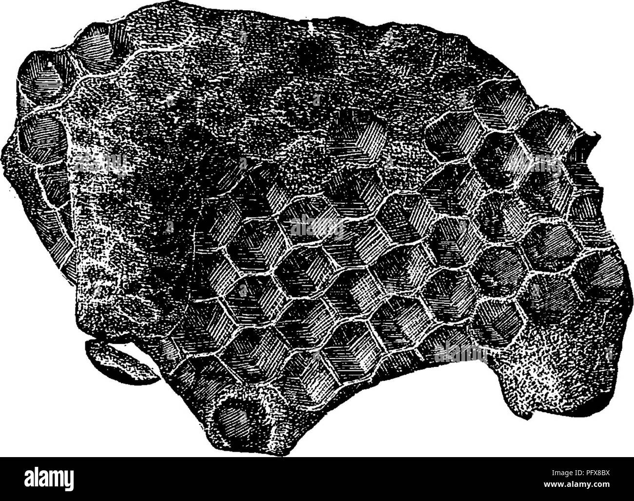 Honeycomb cell honeycomb cells Black and White Stock Photos & Images ...