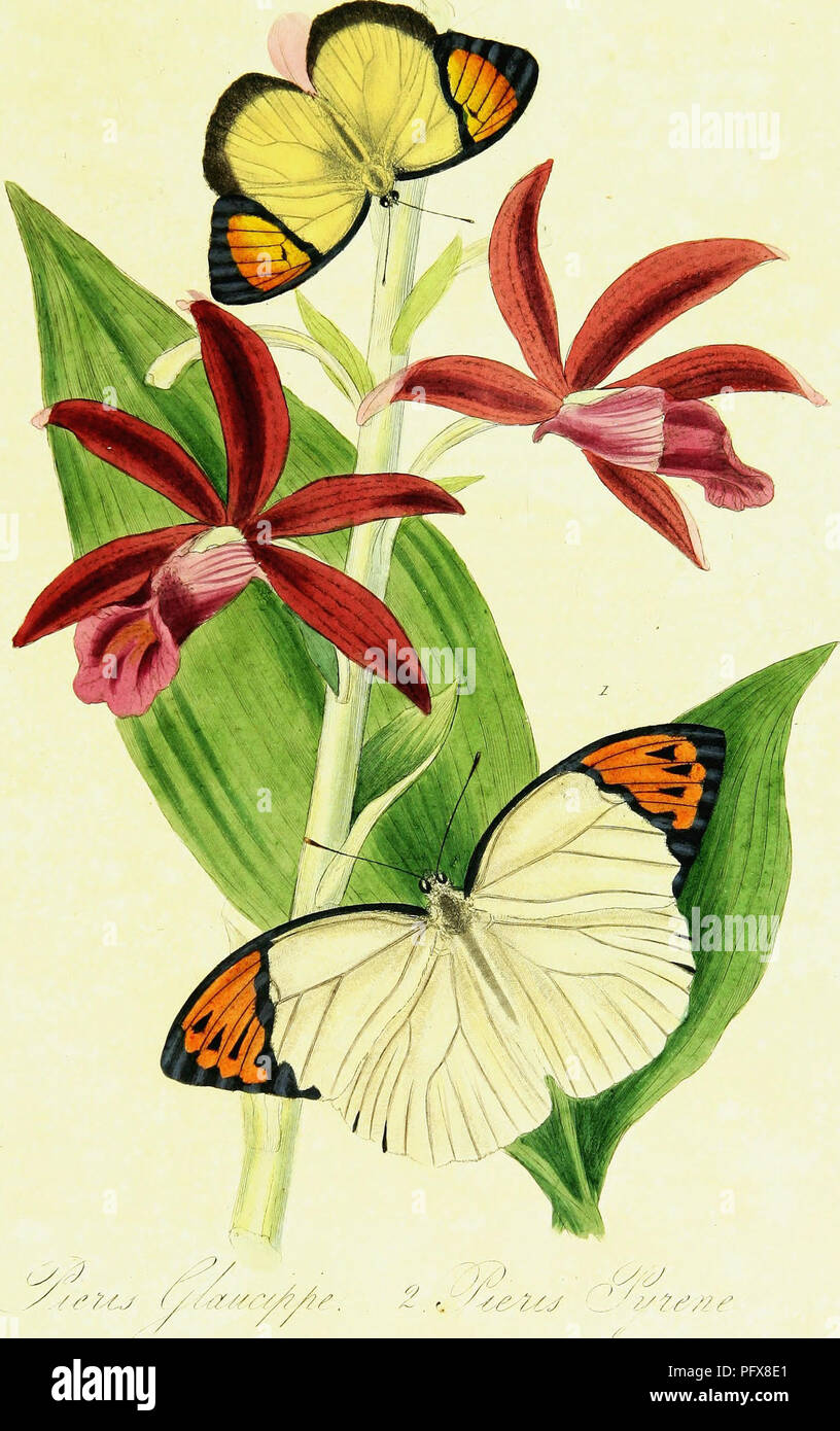 This work provides an extensive overview of the insect fauna of China ...