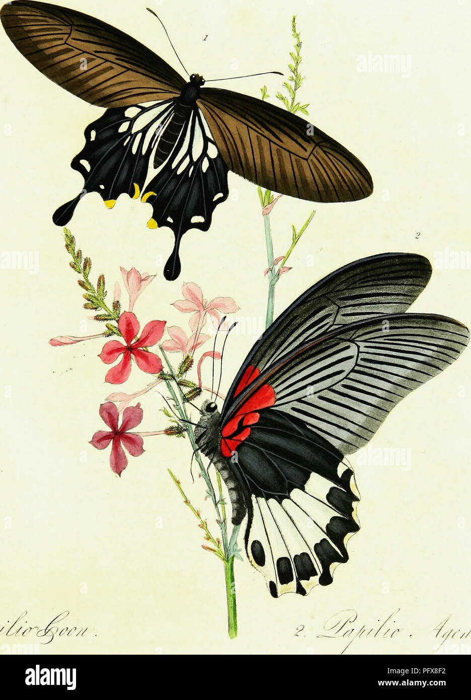 The 'Natural History of the Insects of China' by Donovan and Westwood ...