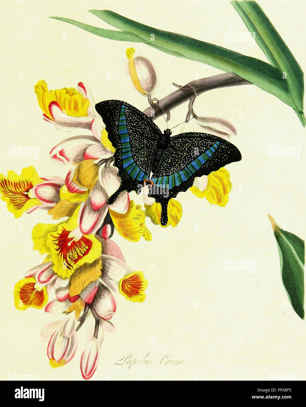 This work on the insects of China provides over 220 detailed ...