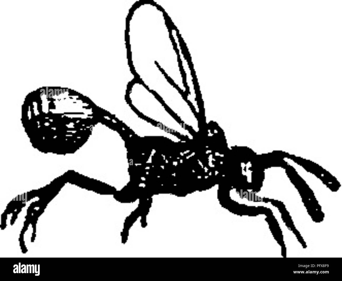 This manual provides detailed information on insect anatomy and ...