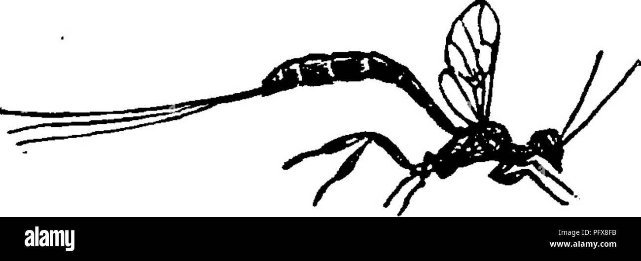 This manual focuses on insect study, featuring species like Evania ...