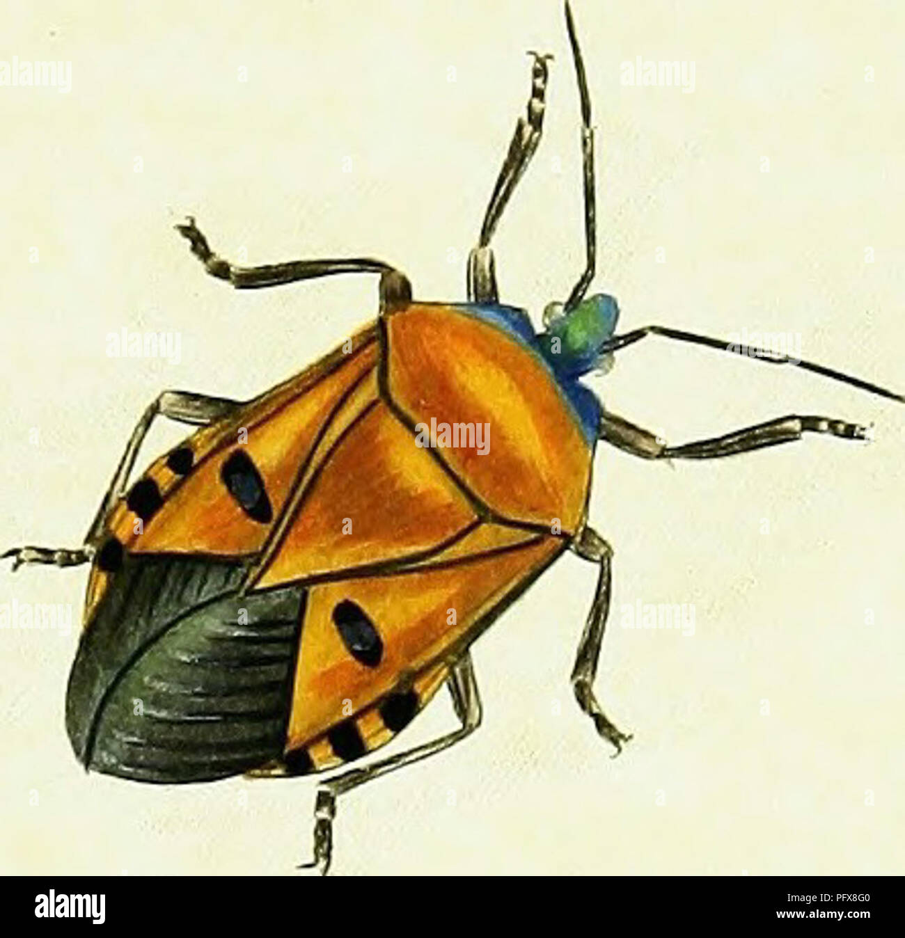 Edward Donovan and John Westwood’s *Natural History of the Insects of ...