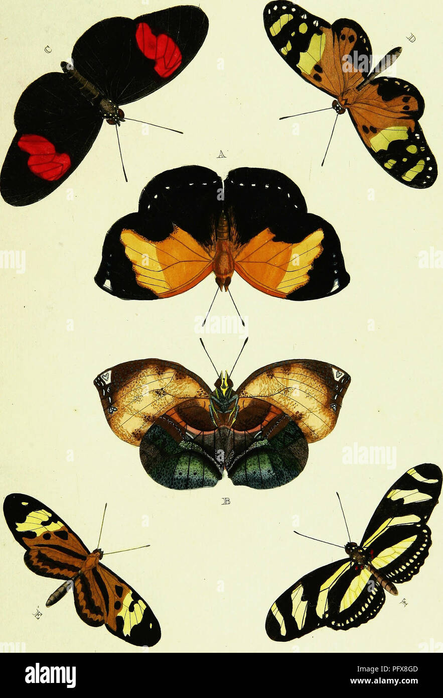 Illustration of various species of butterflies from Asia, Africa, and ...