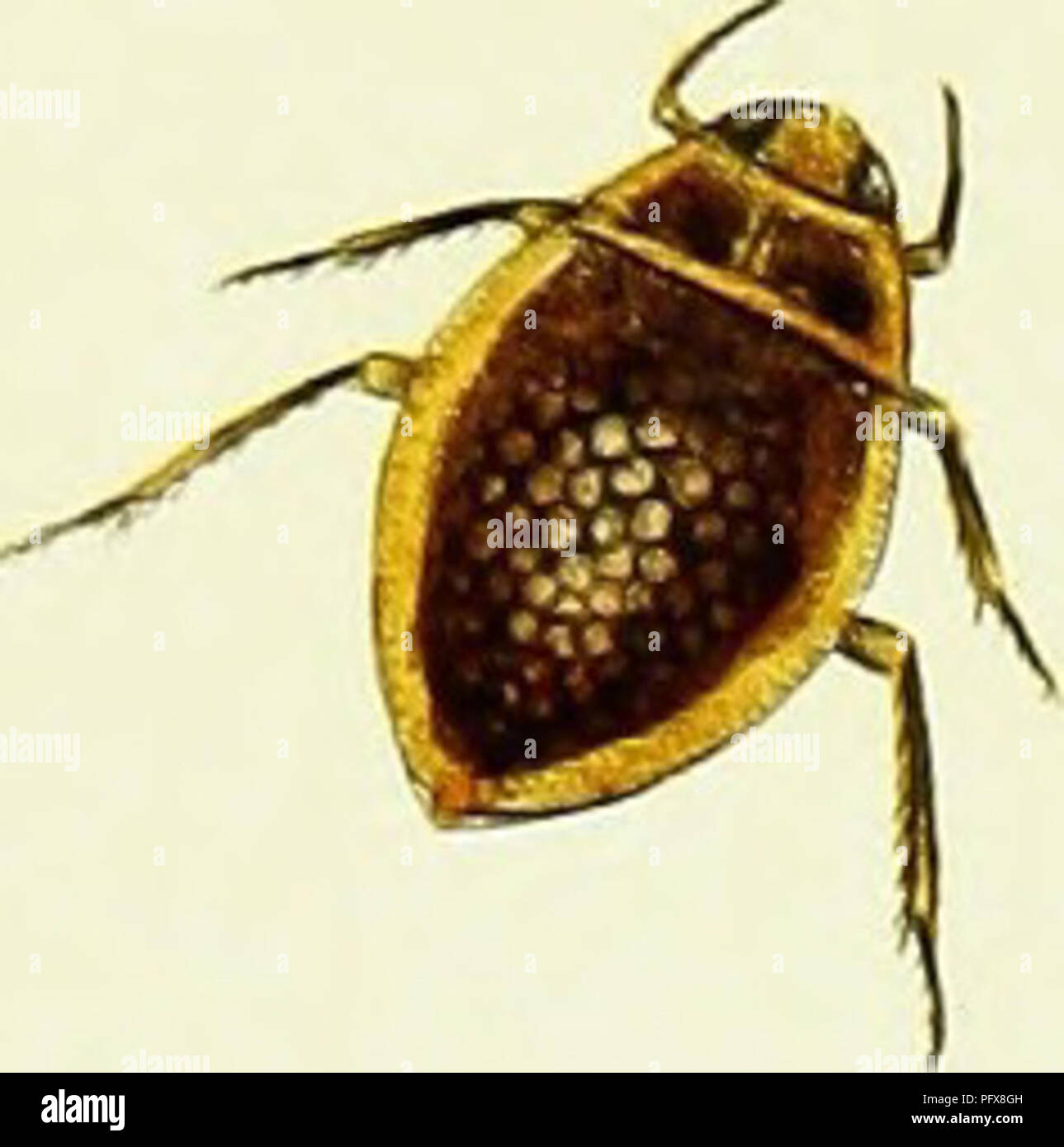This work presents an in-depth natural history of the insects of China ...