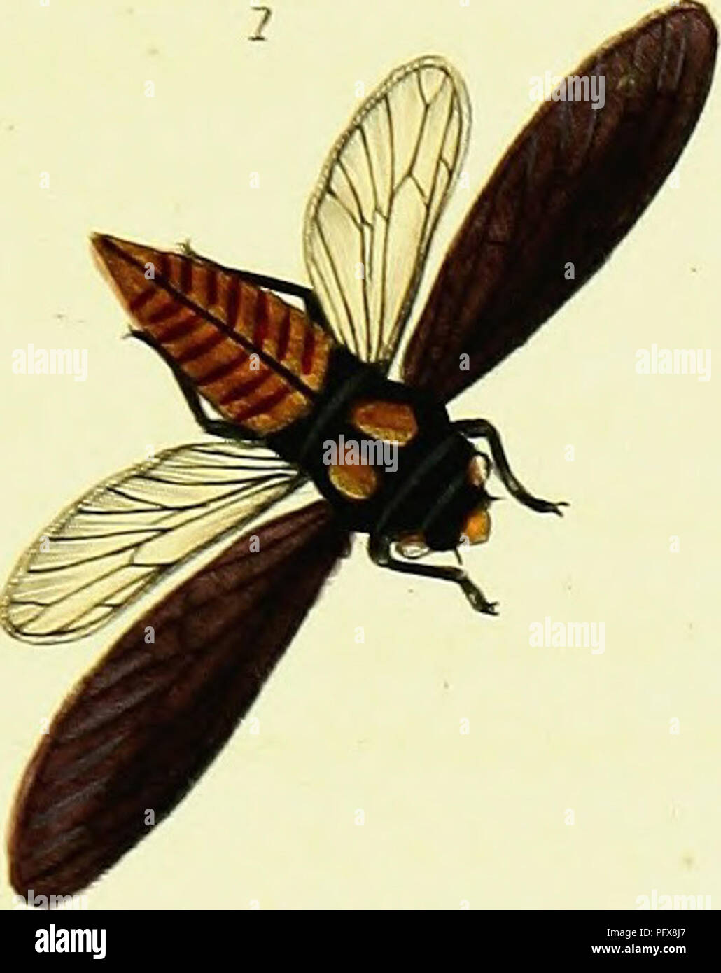 This work, by Edward Donovan and John Obadiah Westwood, provides an in ...