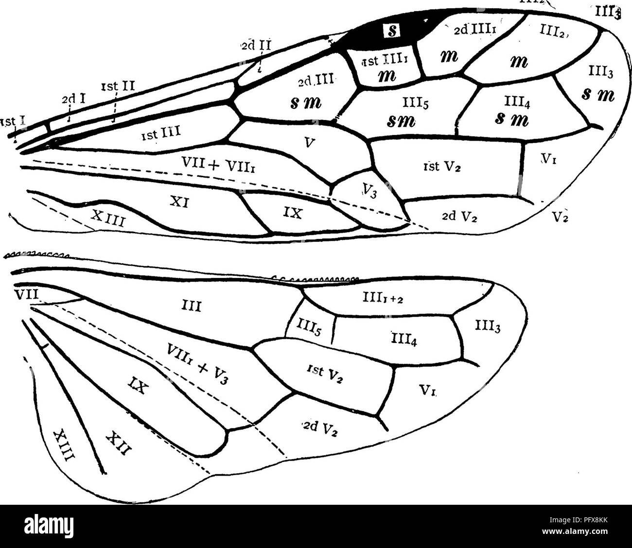 Authored by John Henry Comstock and Anna Botsford Comstock, this manual ...